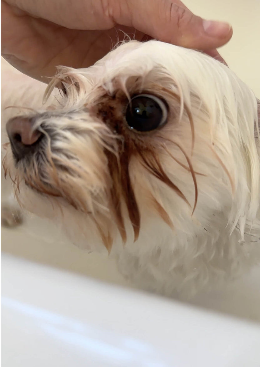 Daily Multivitamin for Dogs' Health
